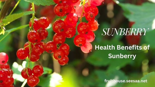Sunberry The Golden Gem of the Fruit World: fruithouse